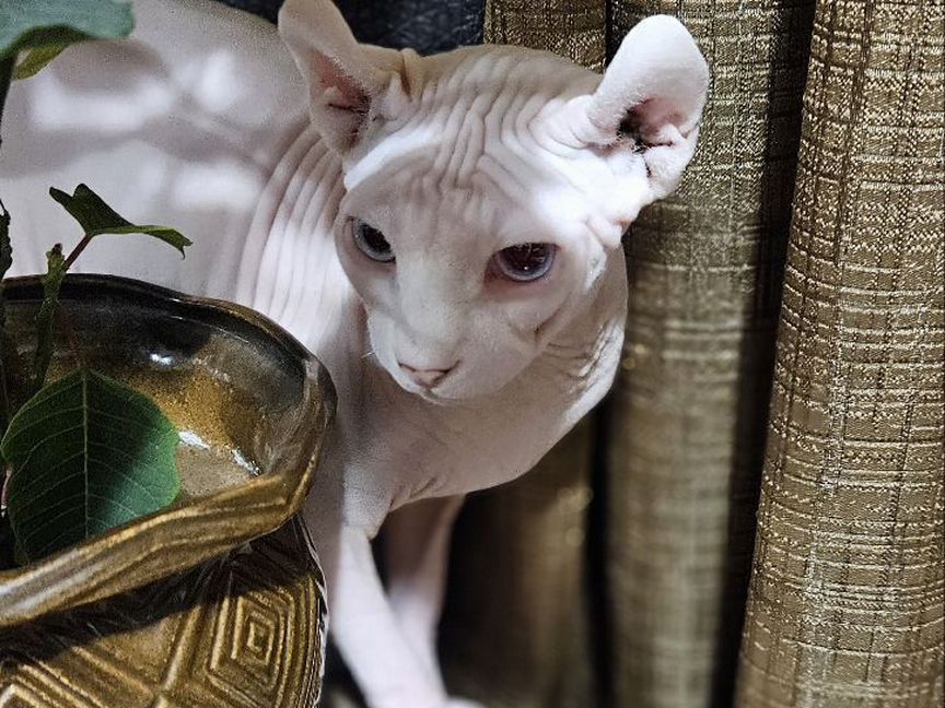Котенок девочка