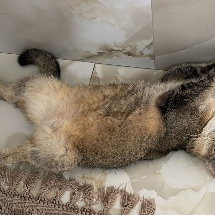 Котик Золотая шиншилла