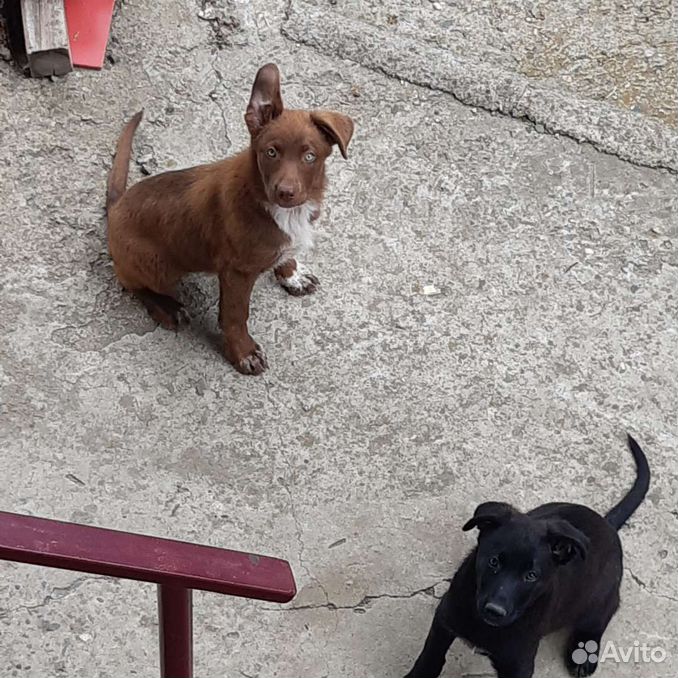 Вдобрые руки, могу привезти