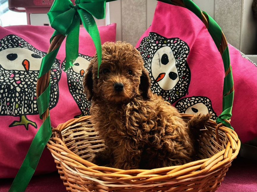 Щенки той пуделя