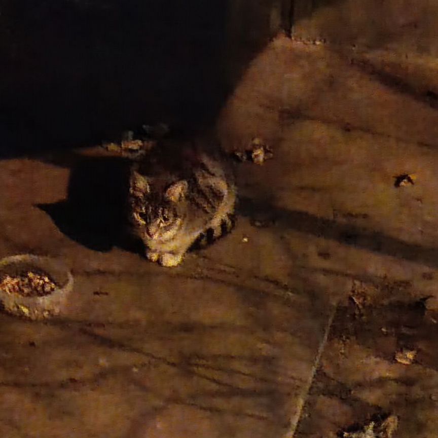 Взрослая кошка в добрые руки