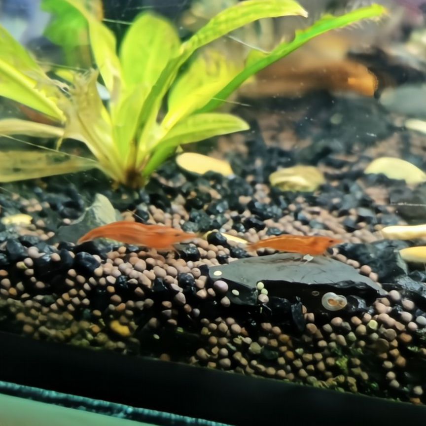 Аквариумные креветки вишня