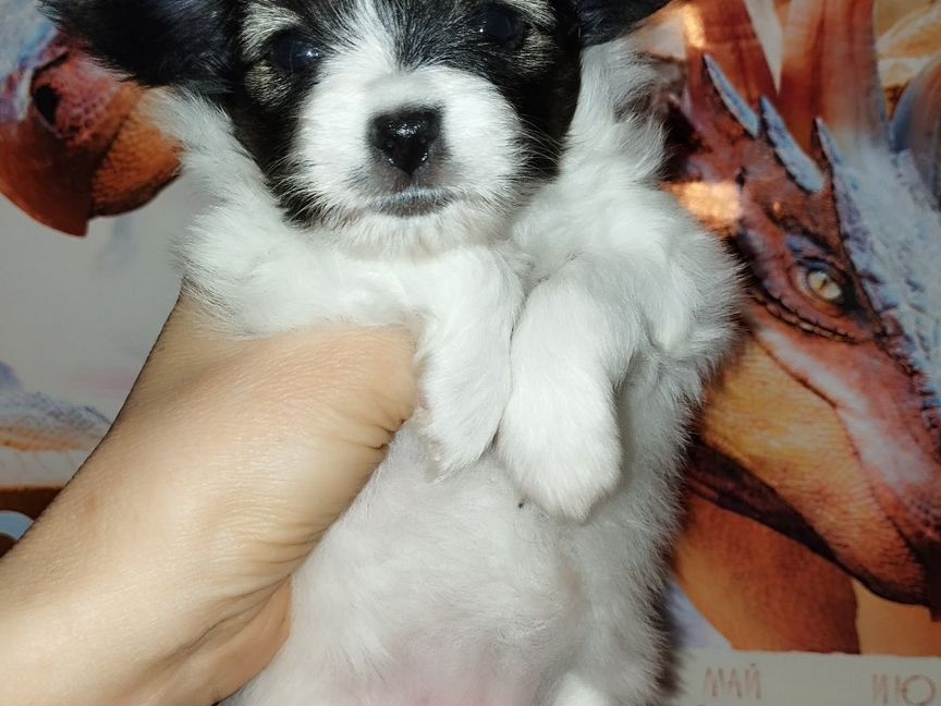 Щенки папийона