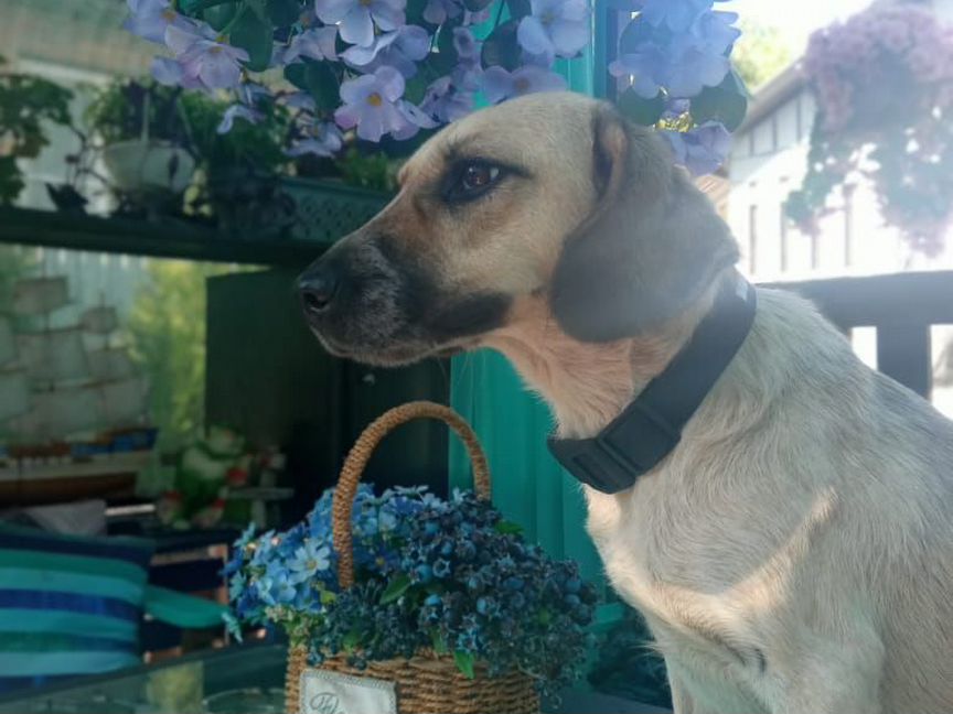 Шелли небольшая девочка