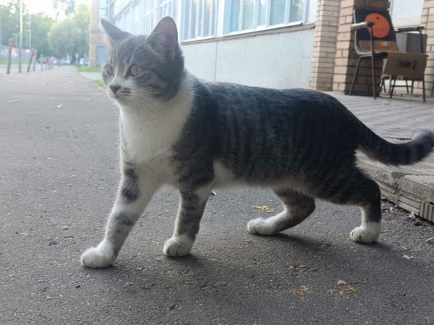Кошку подбросили на работу