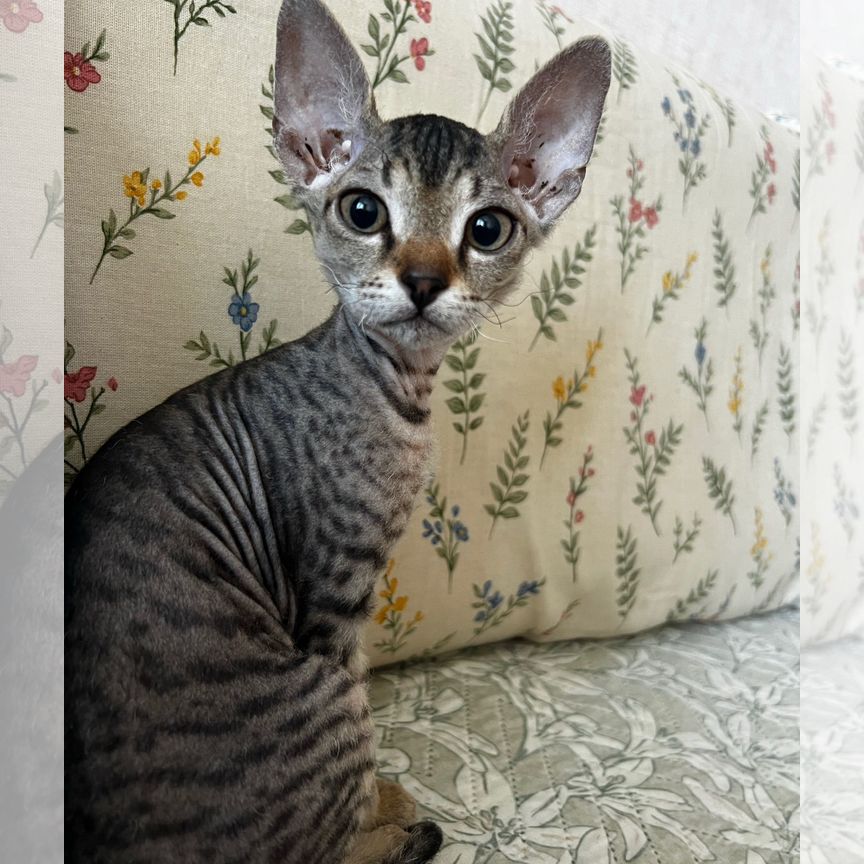 Донской сфинкс котёнок
