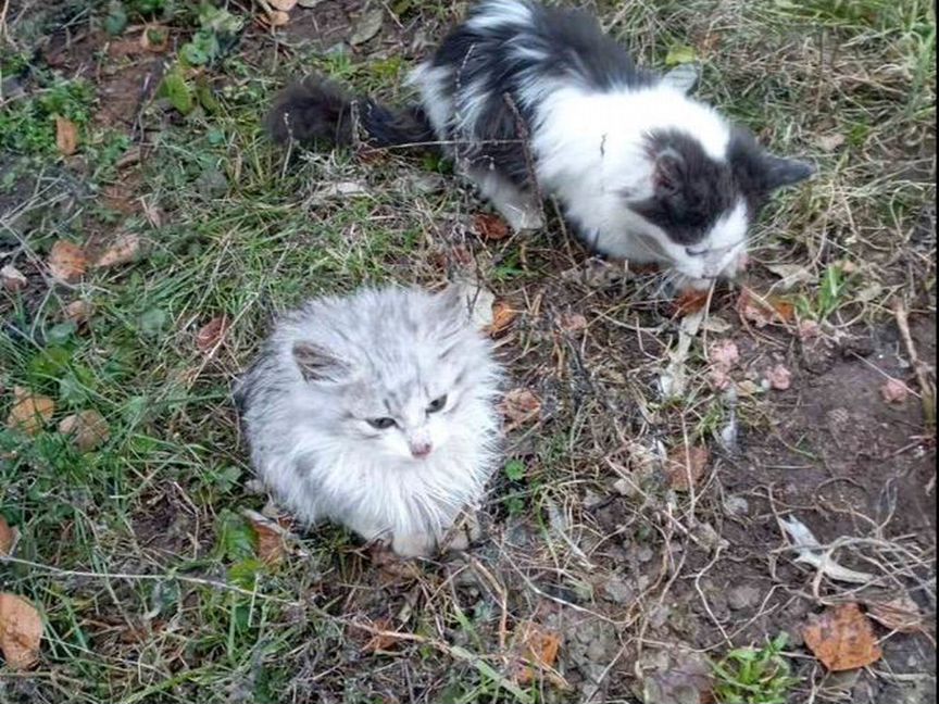 Котенок в добрые руки