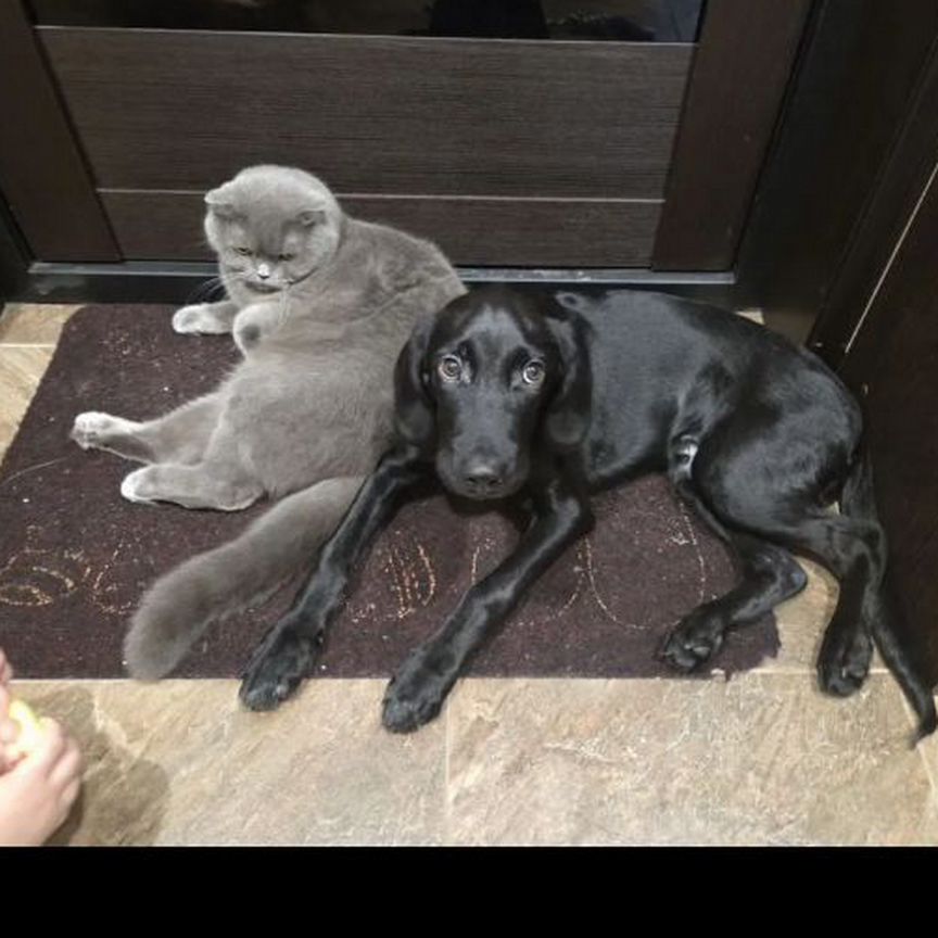 Немецкий вахтельхунд, щенок