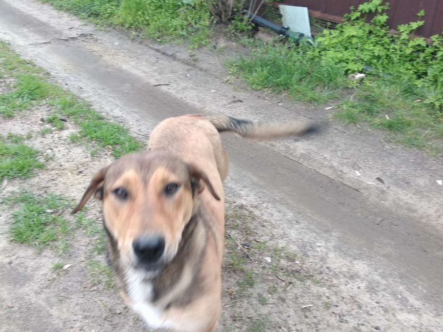 Собака в добрые руки