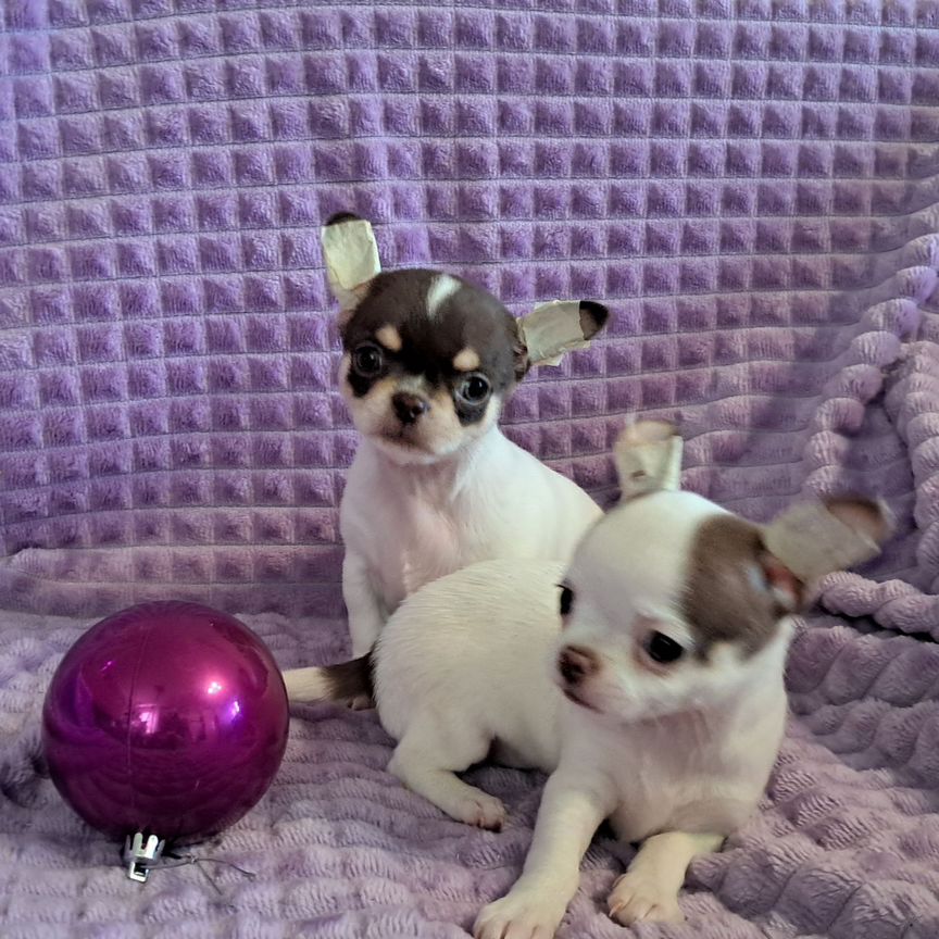 Малышки чишки