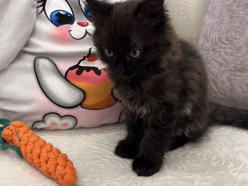 Котенок сибирский