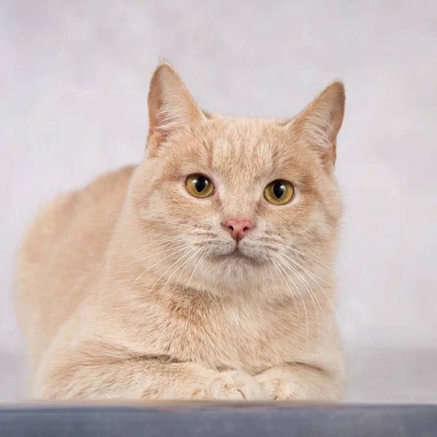 Рыжий котенок Жерар ищет дом