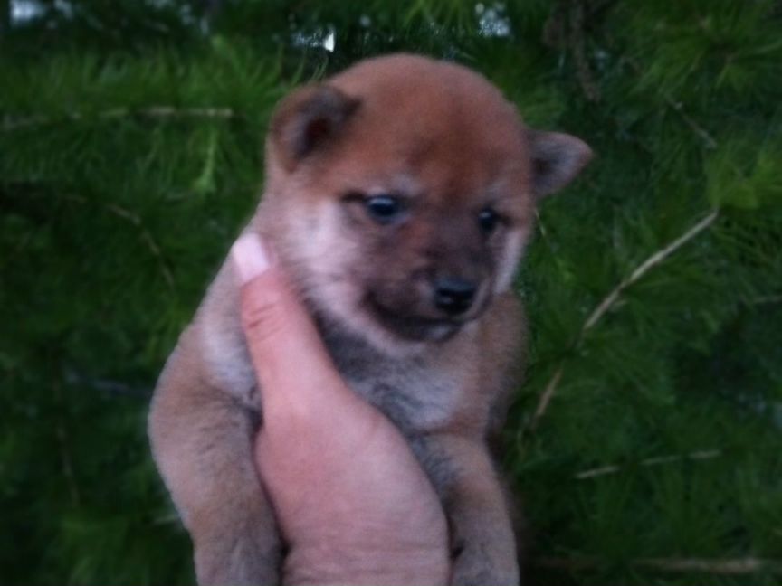 Сибарики девочки