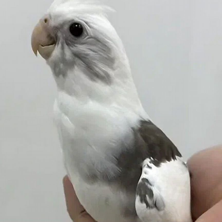 Попугай Карела безщекая