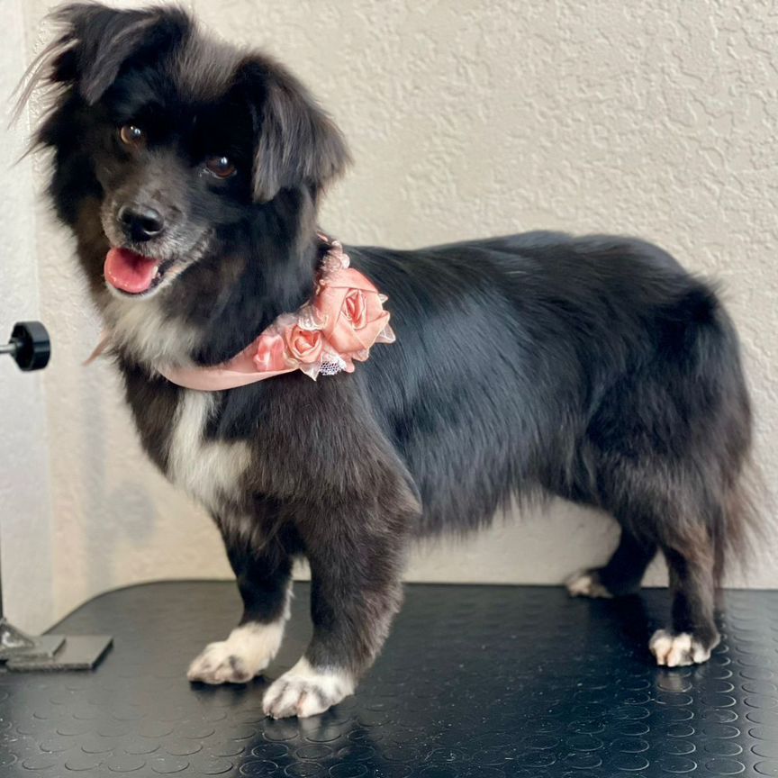 Собачка-куколка Туся