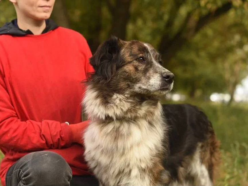 Собака из приюта в добрые руки