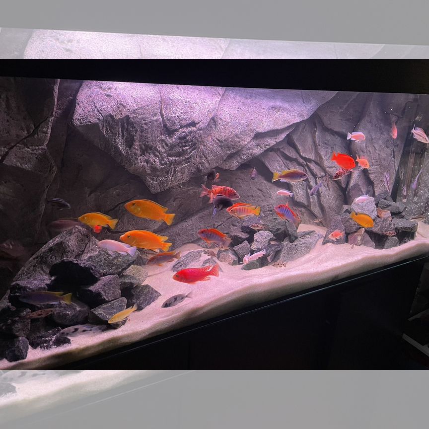 Малавийские цихлиды, мальки