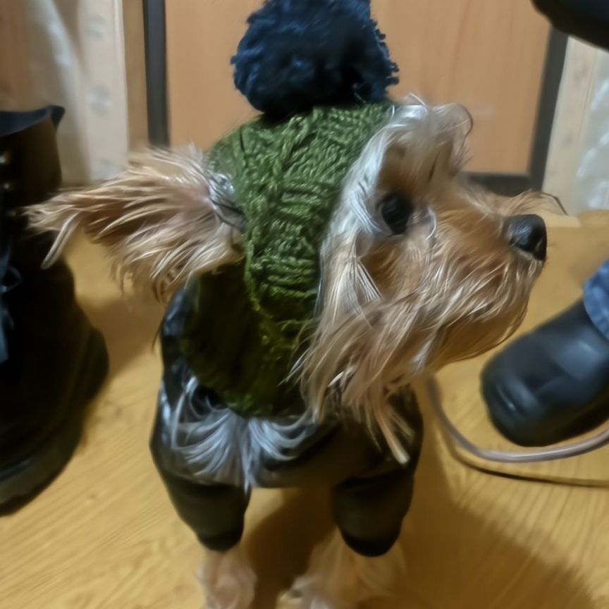 Шапка для маленьких собак