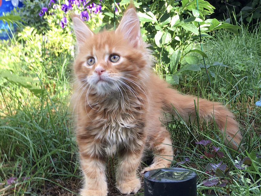 Мейн-кун котик