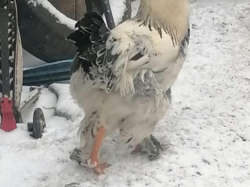 Петух брама