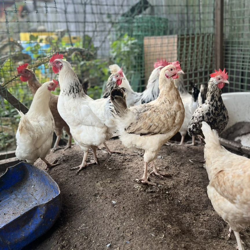 Куры несушки продам