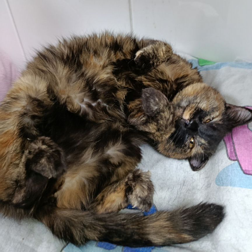 Взрослая кошка в добрые руки