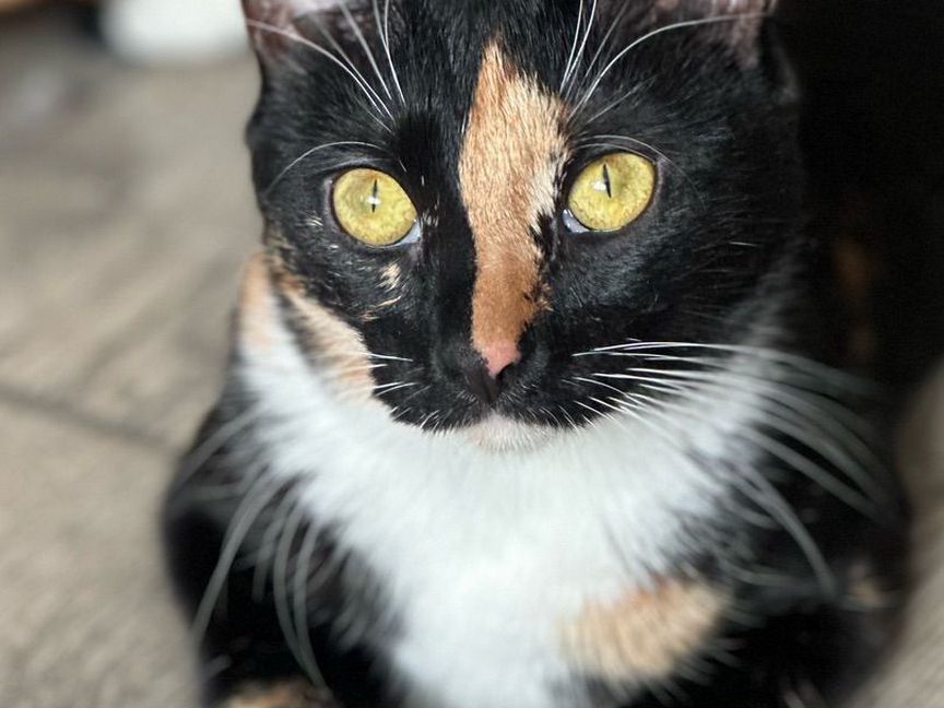 Кошка Зефирка 9 месяцев