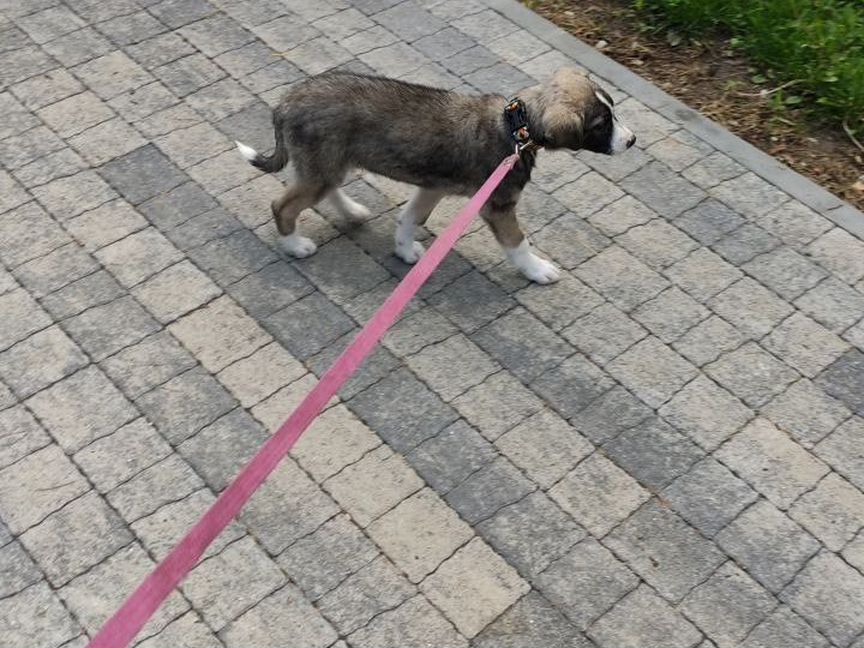 Щенок Кисловодск