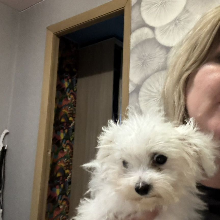 Бишон фризе