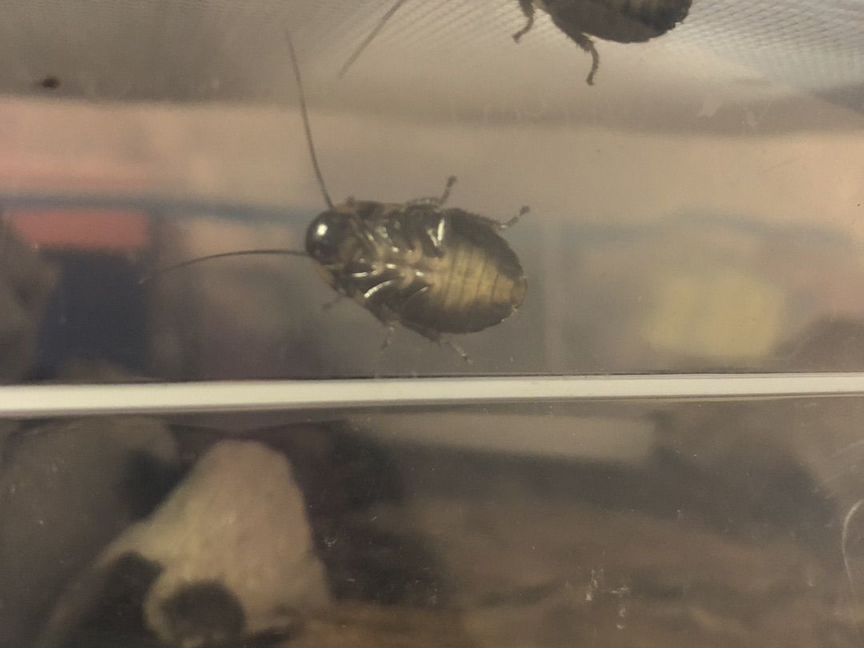 Таракан мадагаскарский