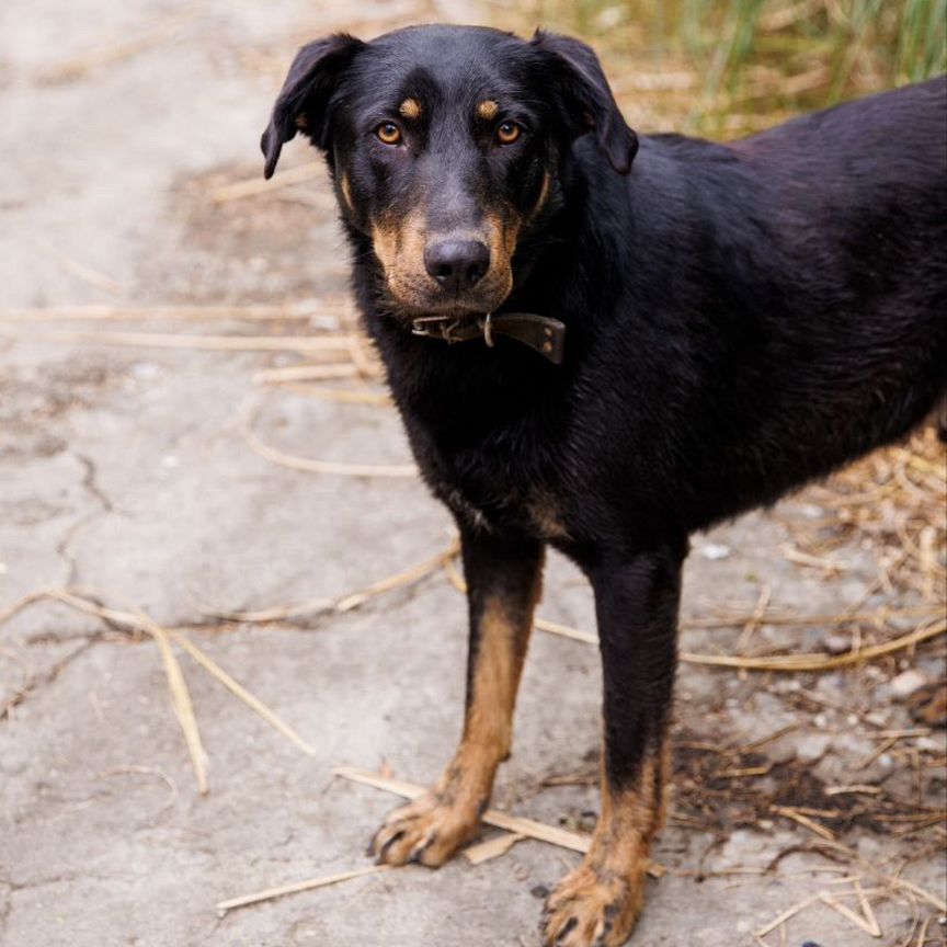 Взрослый пёс в добрые руки