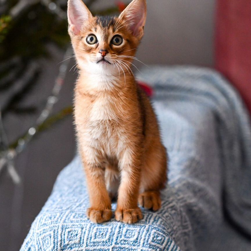 Абиссинский котенок
