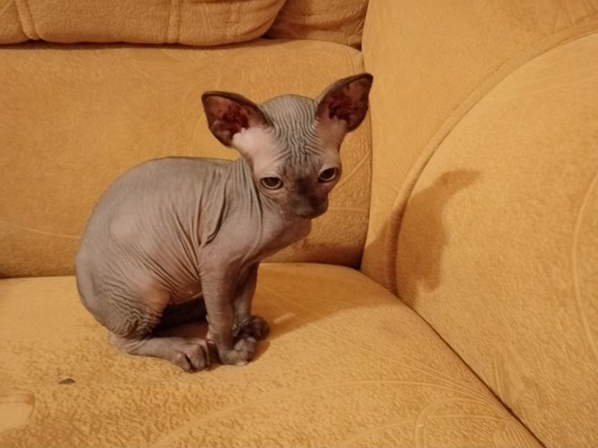 Котики сфинксы