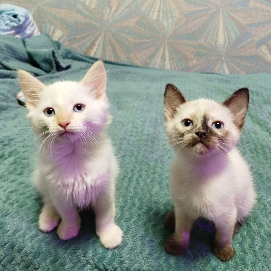 Тайский котёнок