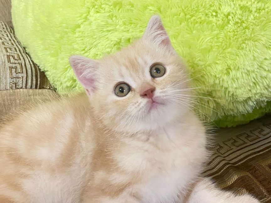 Шотландский прямоухий котёнок