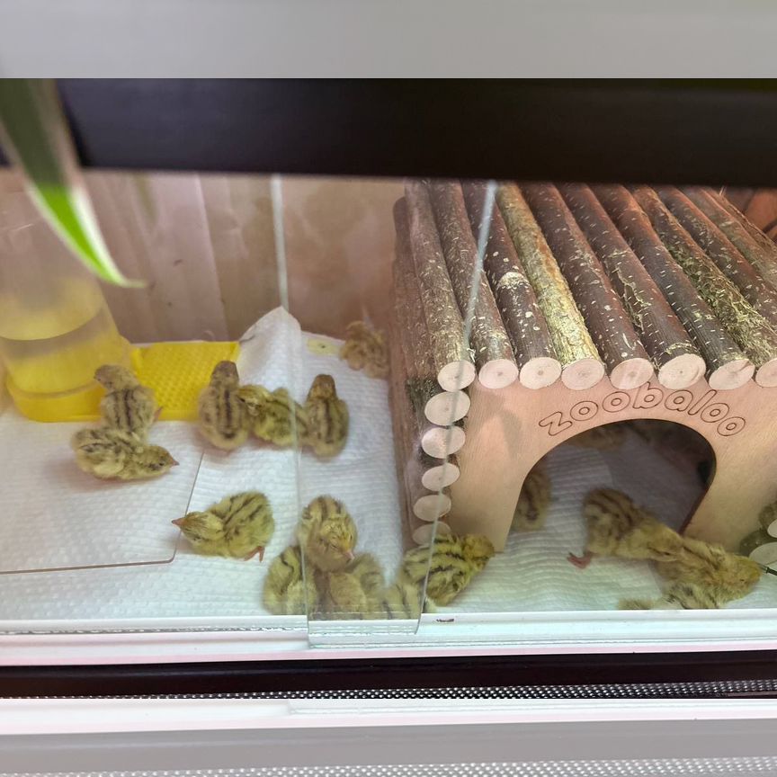 Перепела жемчужная фея