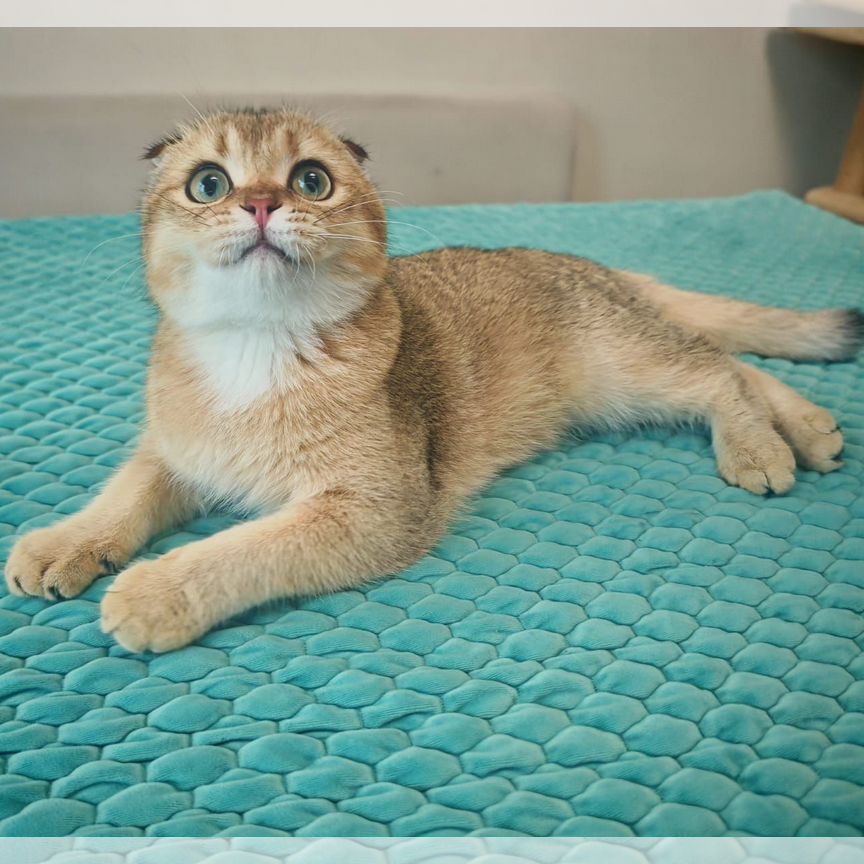Шотландские вислоухие котята