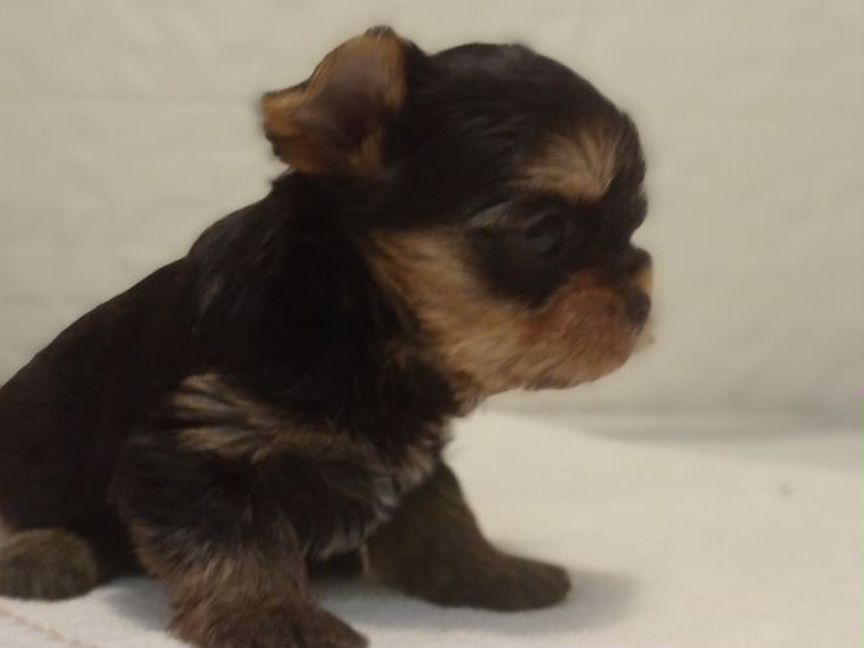 Йоркширский терьер мини щенки