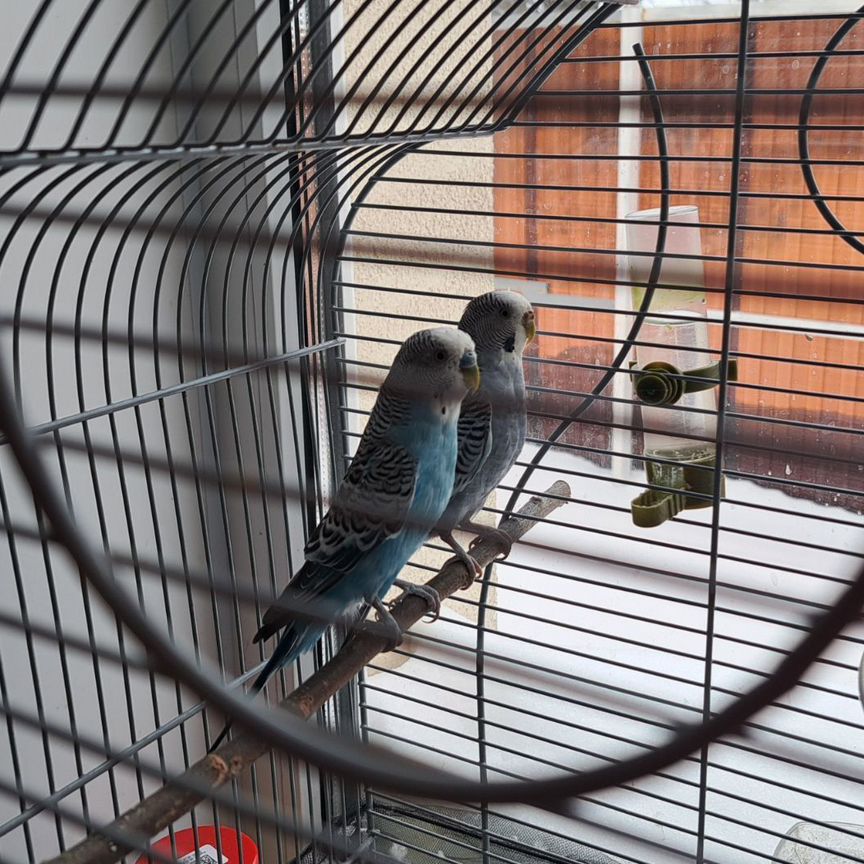 Волнистый попугай пара