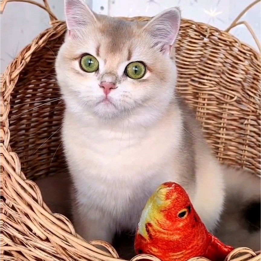 Британский короткошёрстный котёнок