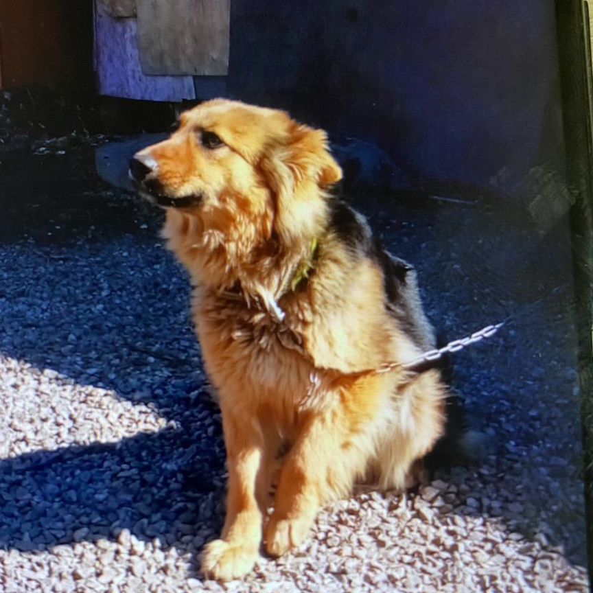 Немецкая овчарка, взрослая собака