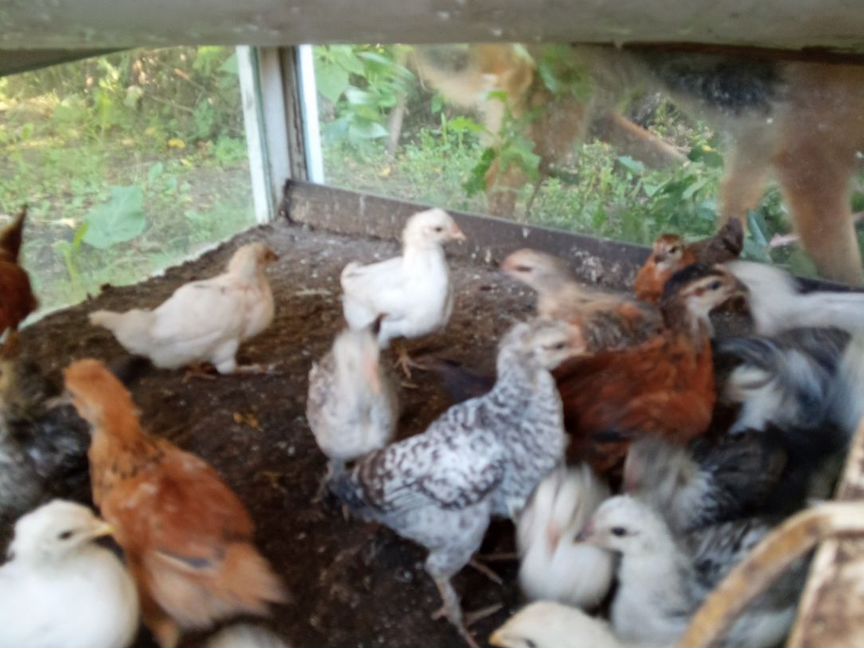 Цыплята несушки месячные