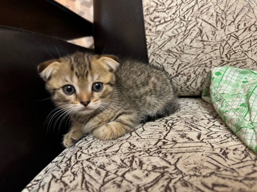 Британские котята