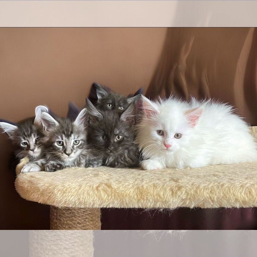 Мейн-кун котёнок