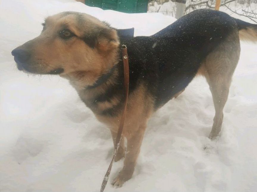 Собака в добрые руки