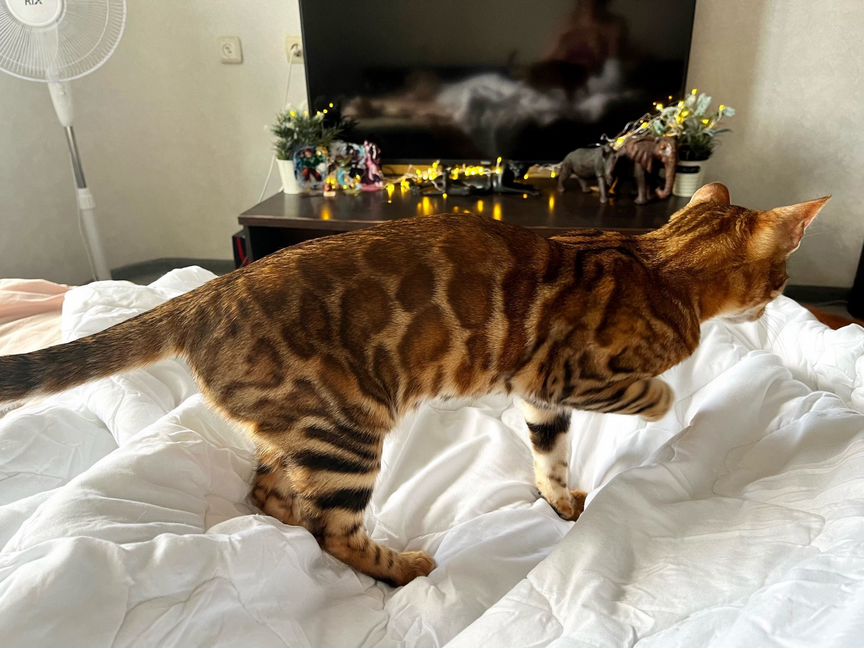 Бенгалочка