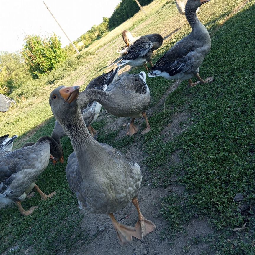 Серый крупный гусь