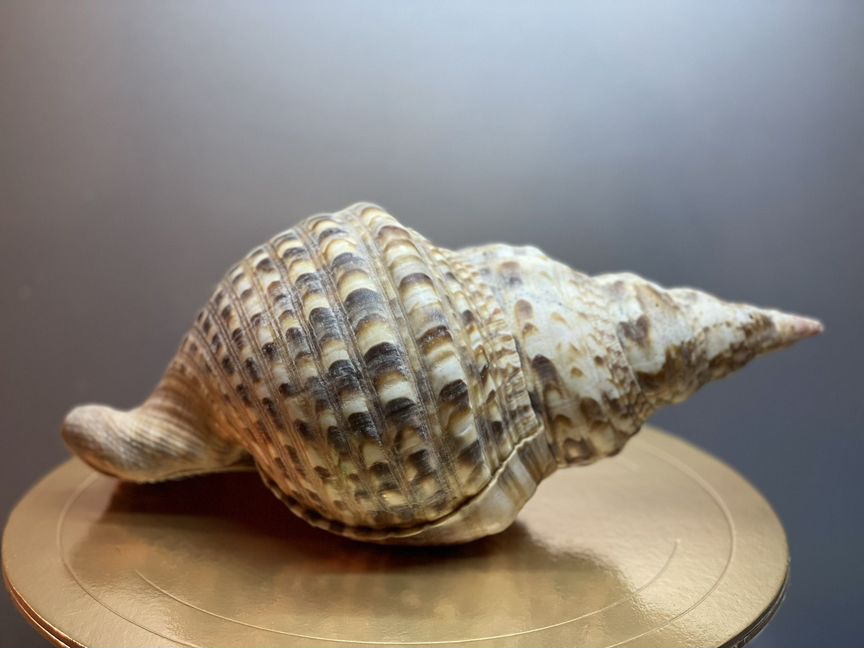 Ракушка большая морская карибская
