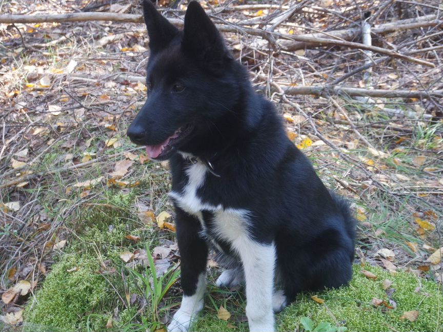 Русско европейская лайка