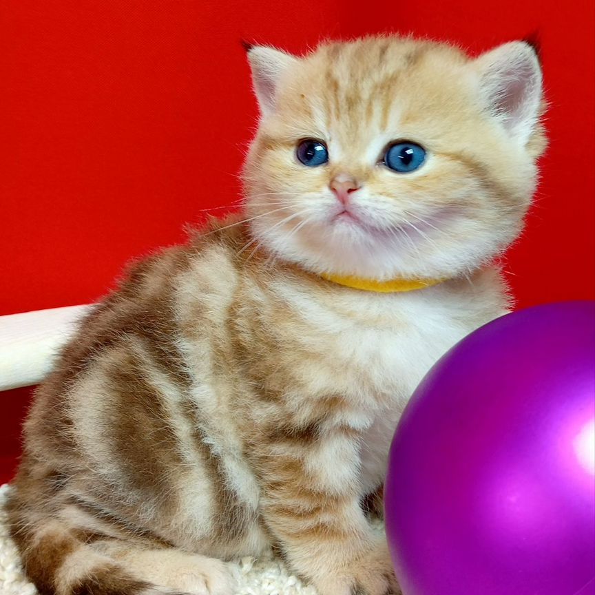 Шотландский прямоухий короткошёрстный котёнок